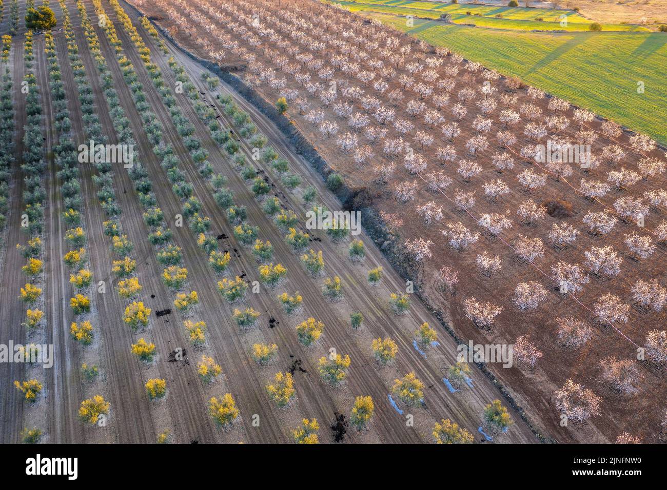 Arbol de almendro hi-res stock photography and images - Alamy