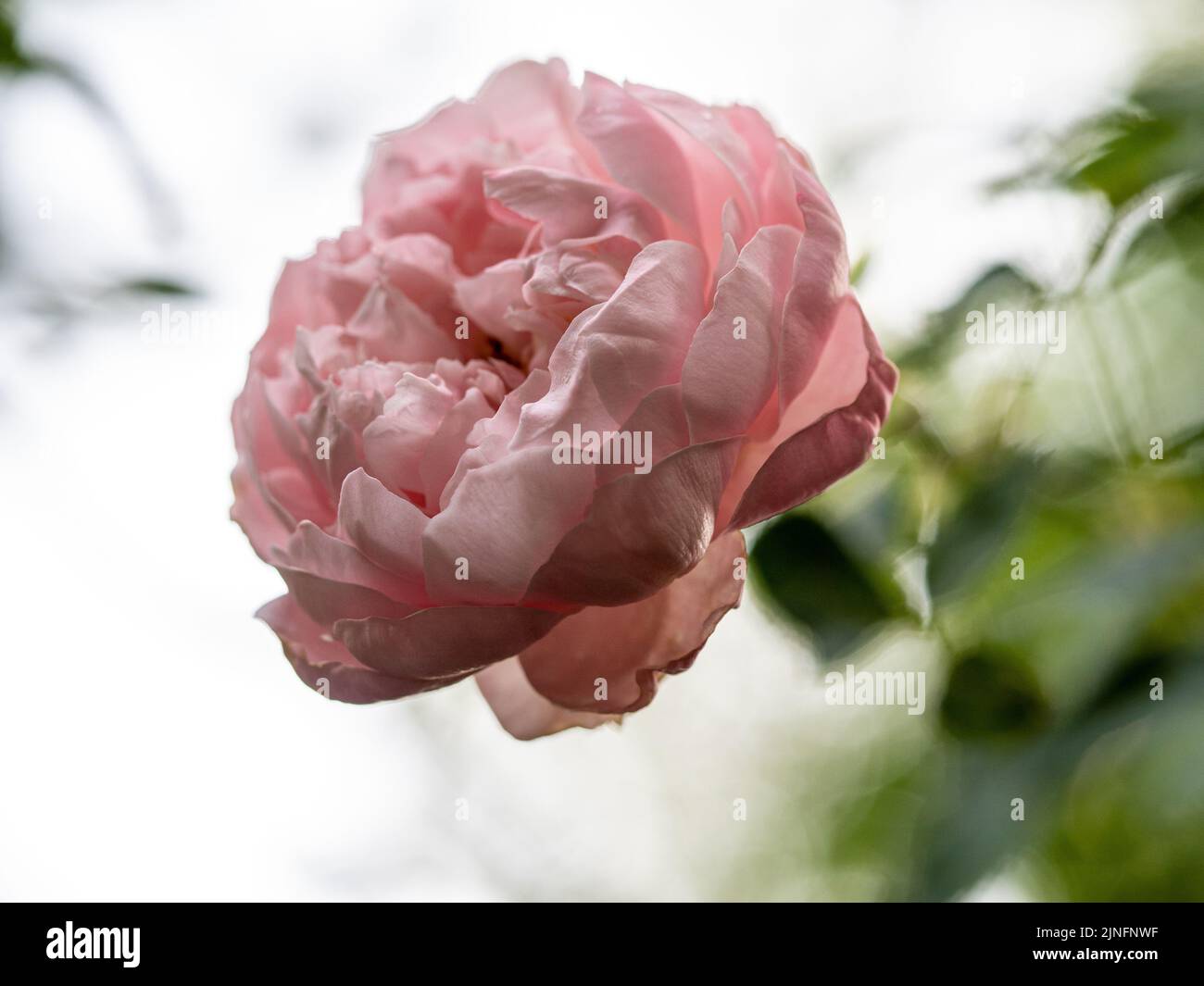 Shape and colors of Plume rose that blooming Stock Photo - Alamy