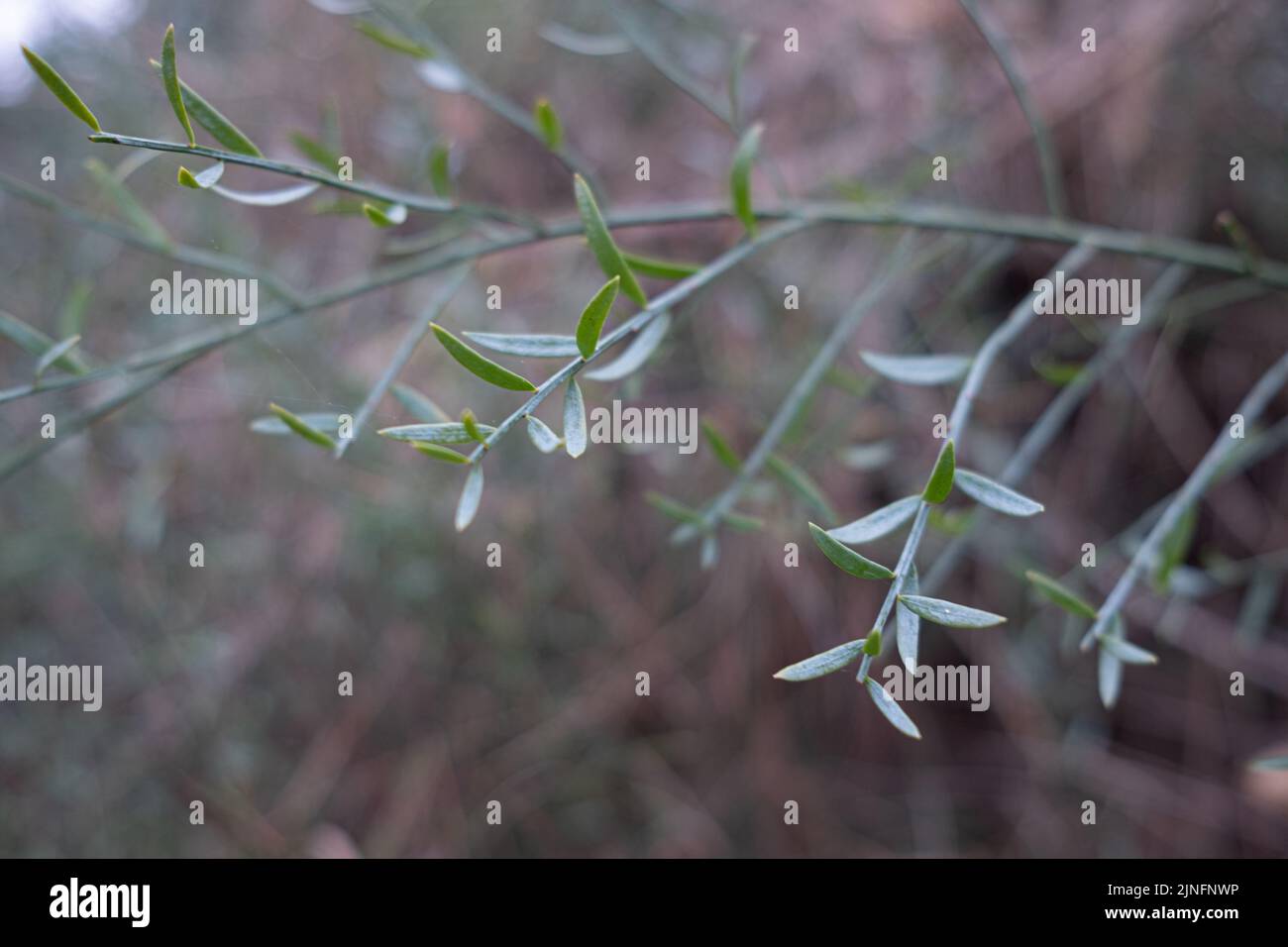 Tiny new leaves grow on the branch. Horizontal view Stock Photo - Alamy