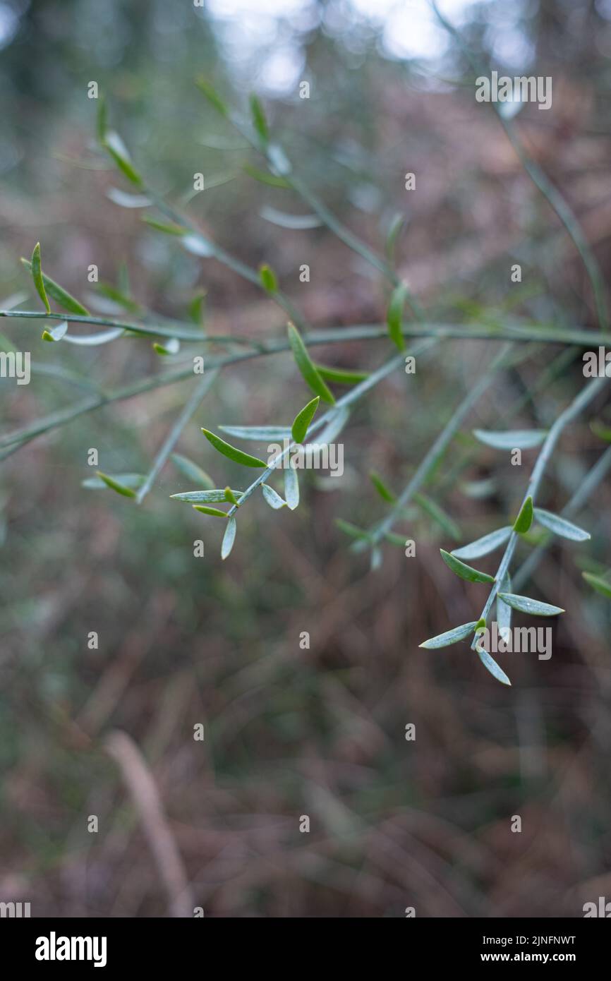Leaves vertical hi-res stock photography and images - Alamy