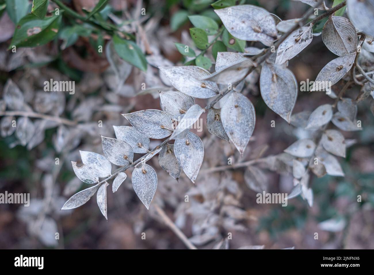 Old and new leaves in the mouse thorn shrub Stock Photo - Alamy