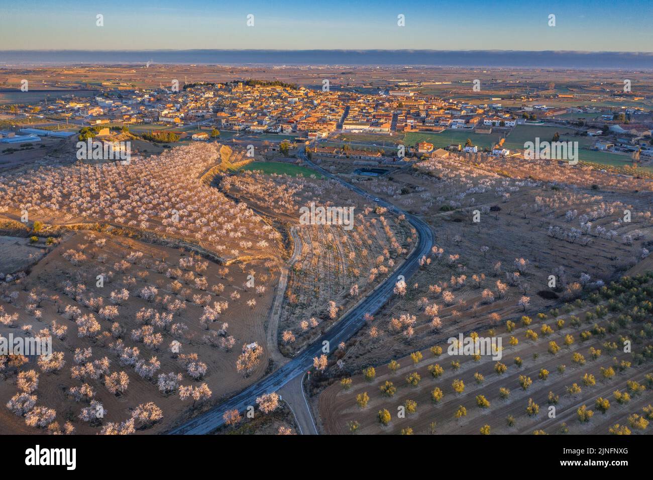 Aerial view of the fields of almond trees blooming around the town of ...