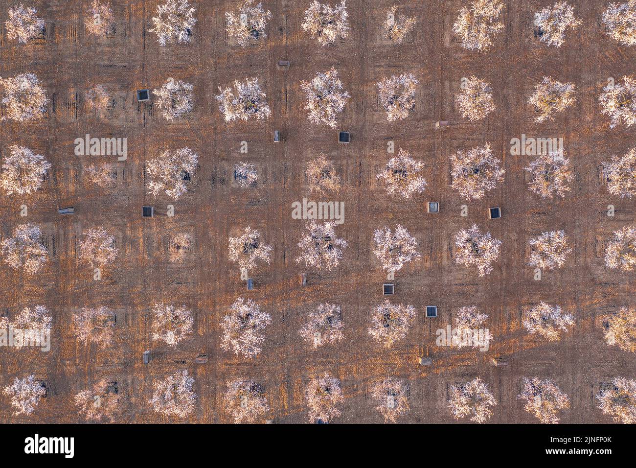 Arbol de almendro hi-res stock photography and images - Alamy