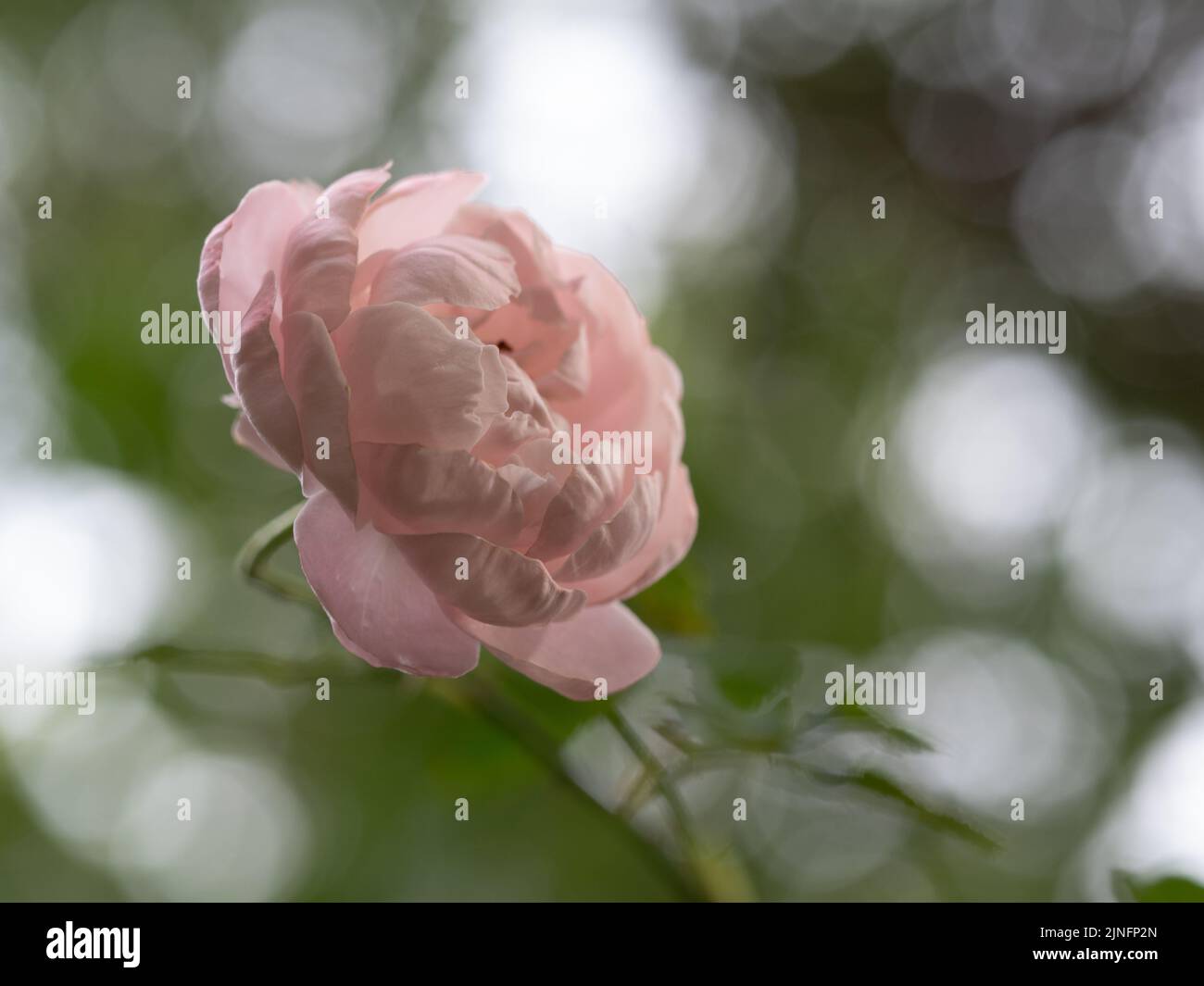 Shape and colors of Plume rose that blooming Stock Photo - Alamy