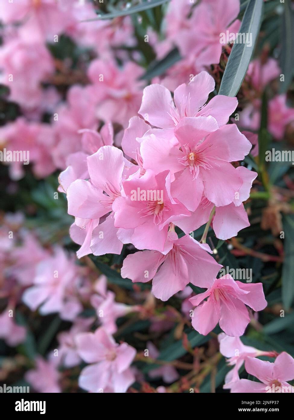 A bunch of pink oleander flowers. Oleander in bloom Stock Photo - Alamy