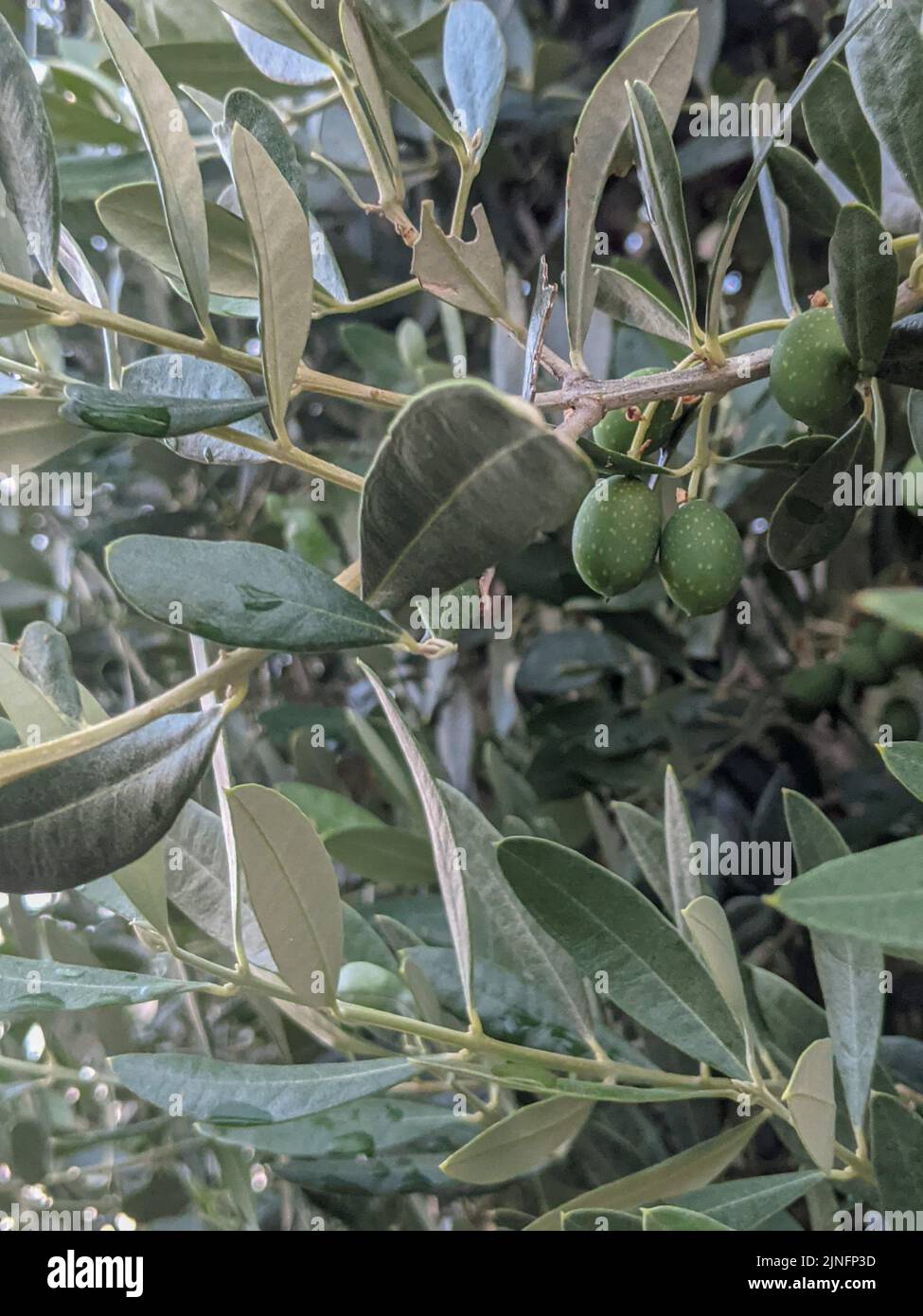 Olive branch with growing green olives. Branch of olive tree with ...