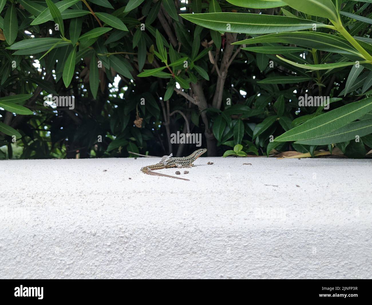 Lizard shed its skin Stock Photo - Alamy