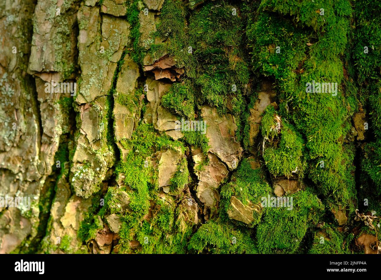 green bark background with moss on the bark Stock Photo - Alamy