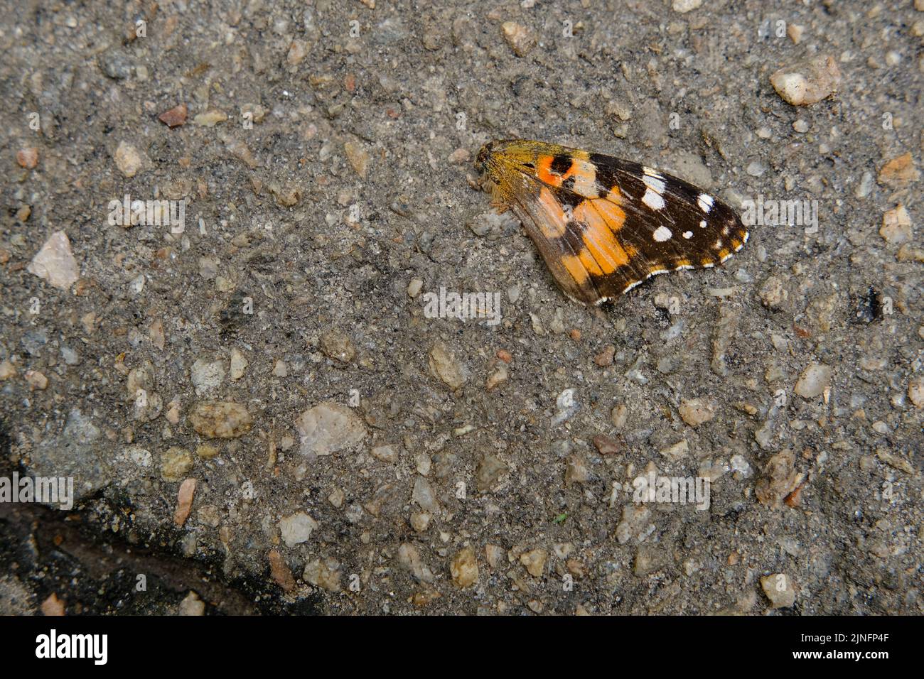 Photo of a butterfly that died because it was run over by a motorist on ...