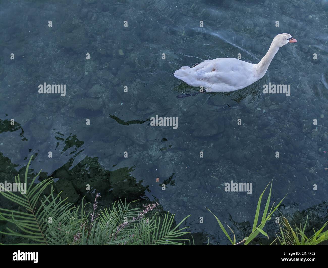 Swan in water on shore hi-res stock photography and images - Alamy