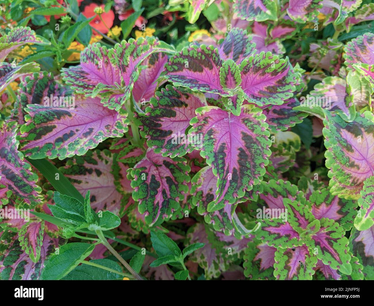 Plant of coleus in the flower bed Stock Photo - Alamy