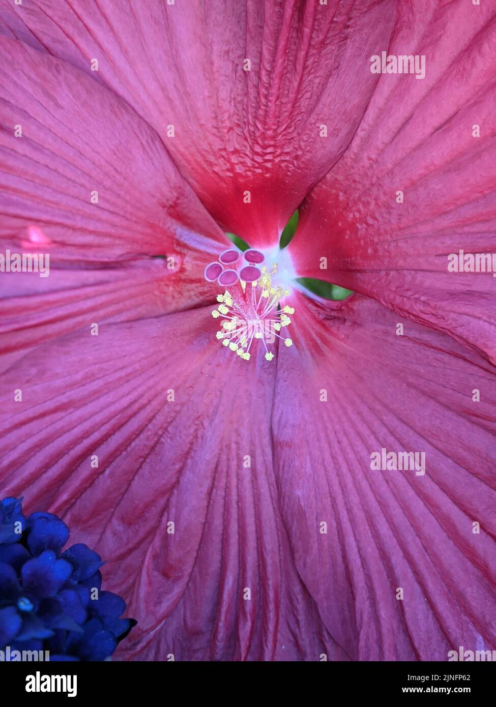 Red hibiscus flower head in detail Stock Photo - Alamy