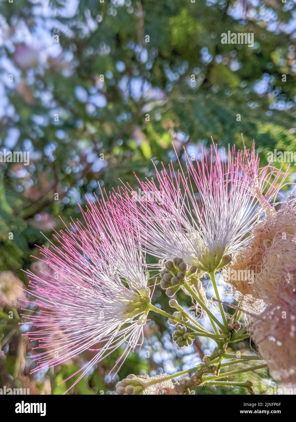 Albizia julibrissin or pink silk tree in bloom under sunlight Stock ...