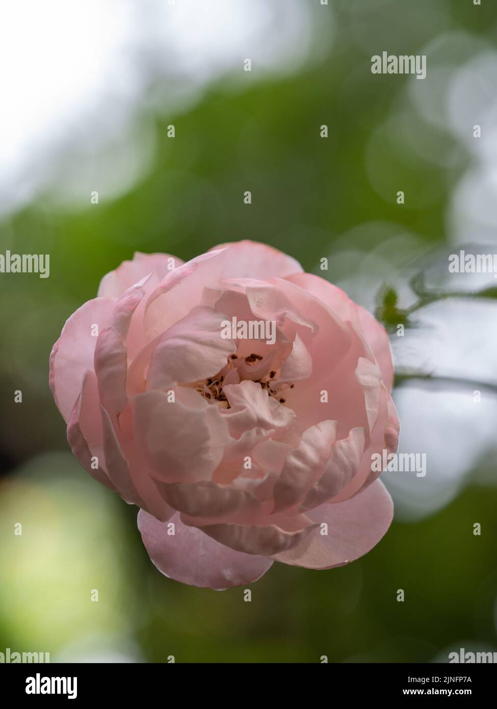 Shape and colors of Plume rose that blooming Stock Photo - Alamy