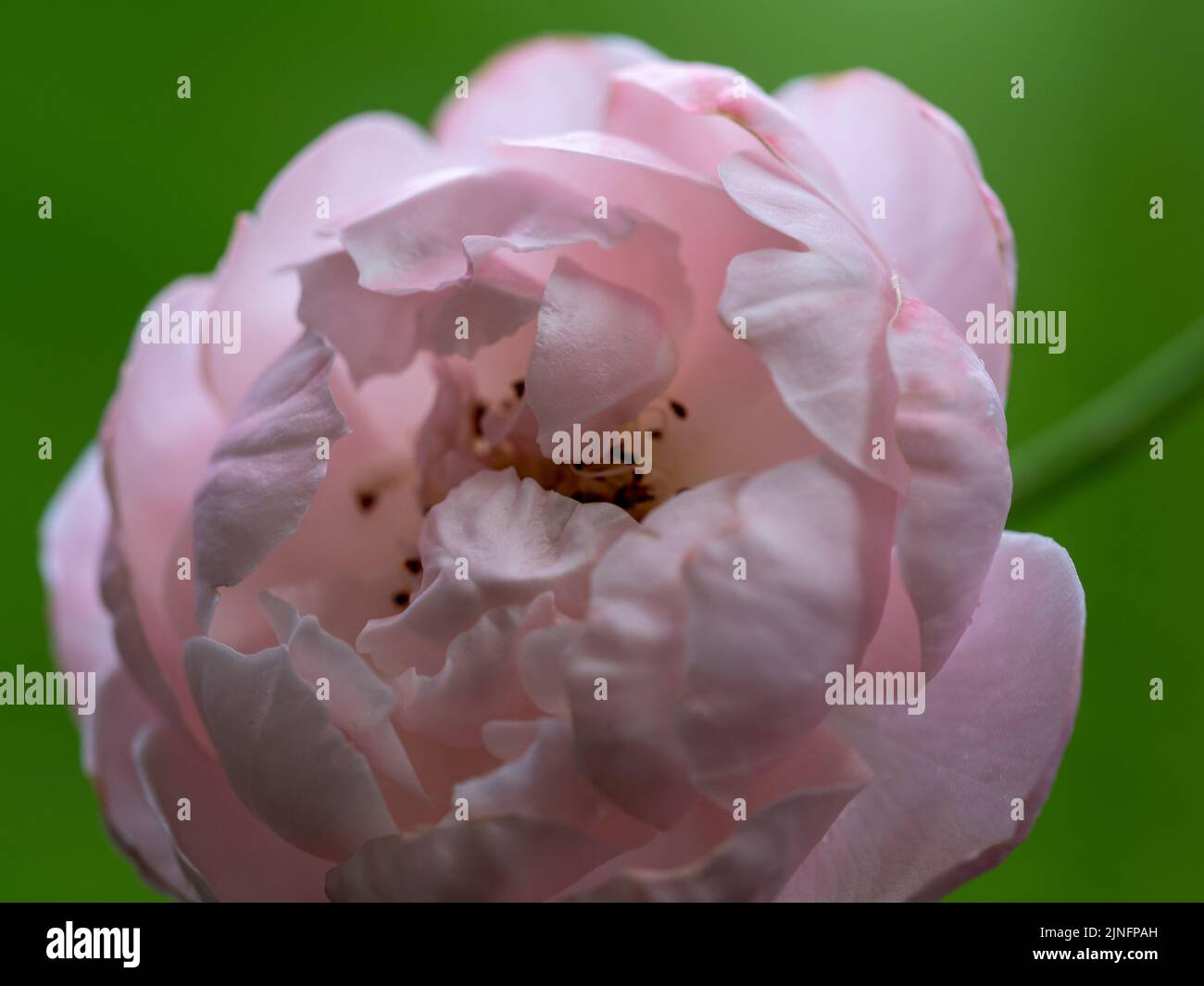 Shape and colors of Plume rose that blooming Stock Photo - Alamy
