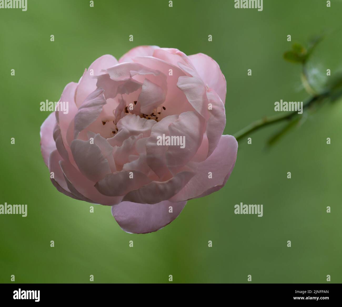 Shape and colors of Plume roses that bloom in Tropical climates Stock ...
