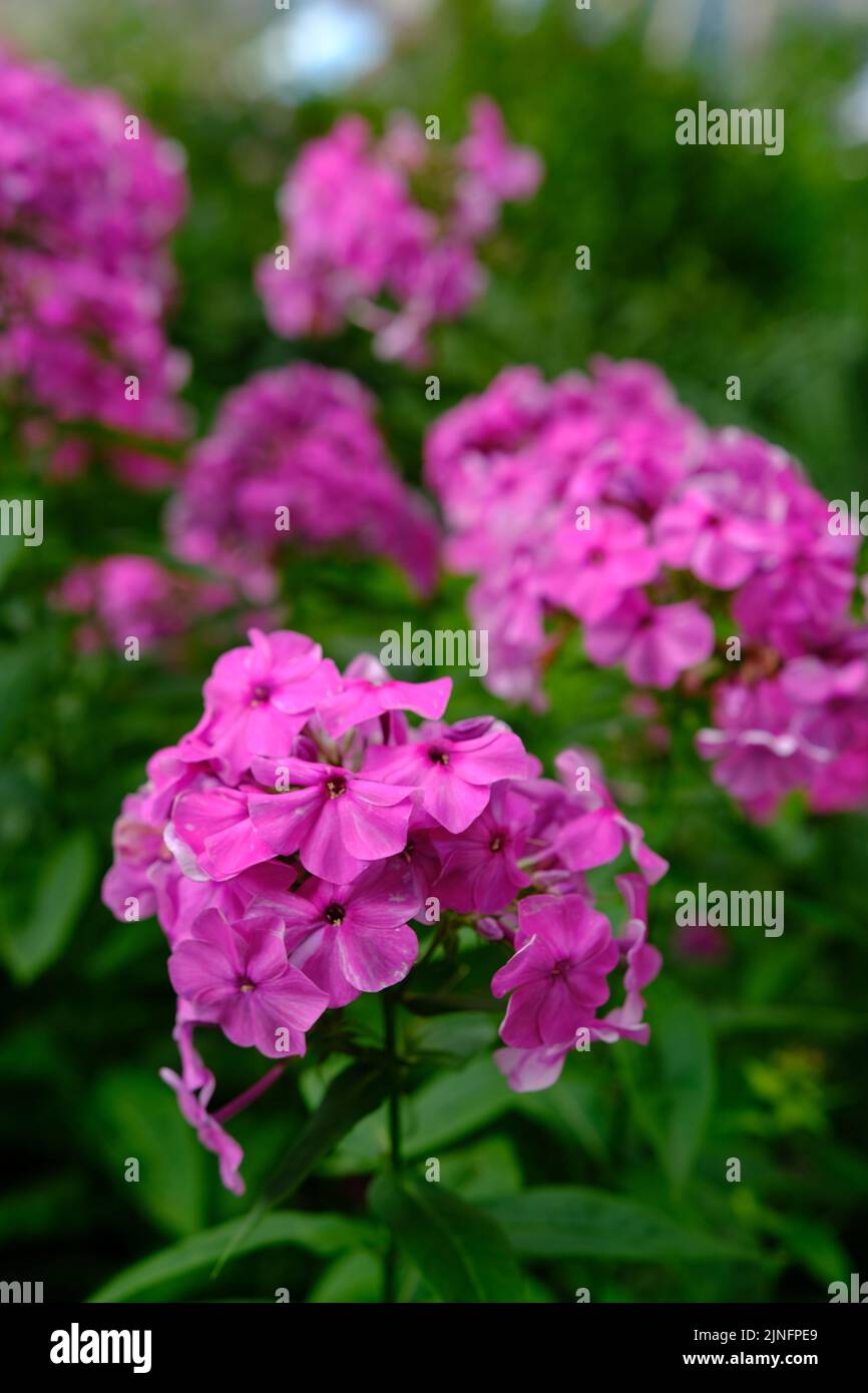 Bush of blooming Phlox Paniculata Pink Flame flowers in the garden on a ...