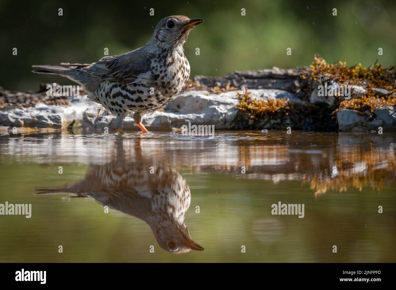 Mistle Thrush in water bathing with reflection Stock Photo - Alamy