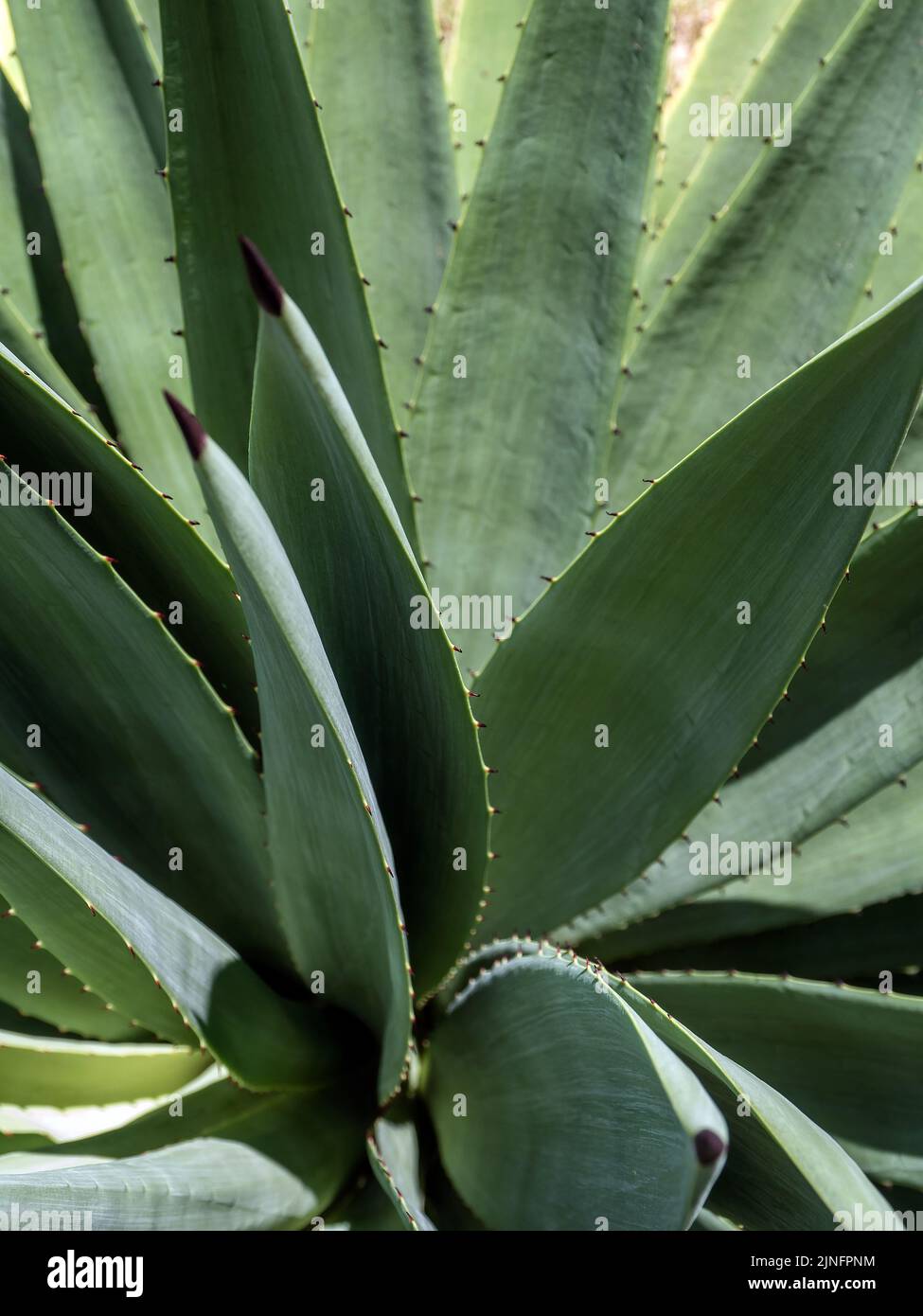 Agave succulent plant, close up white wax on freshness leaves with the ...