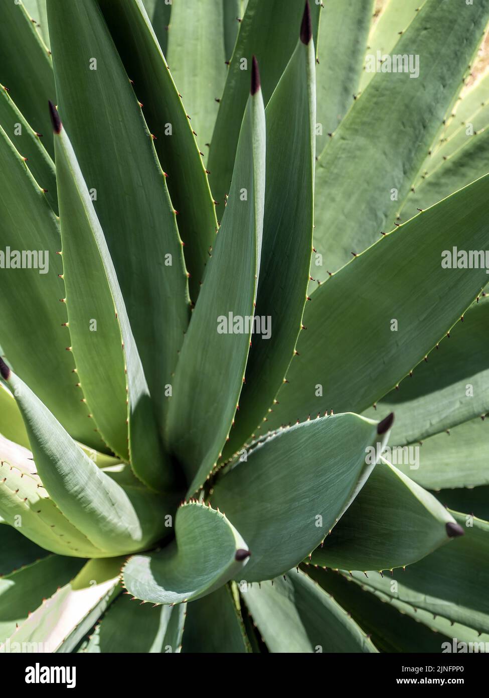 Agave succulent plant, close up white wax on freshness leaves with the ...