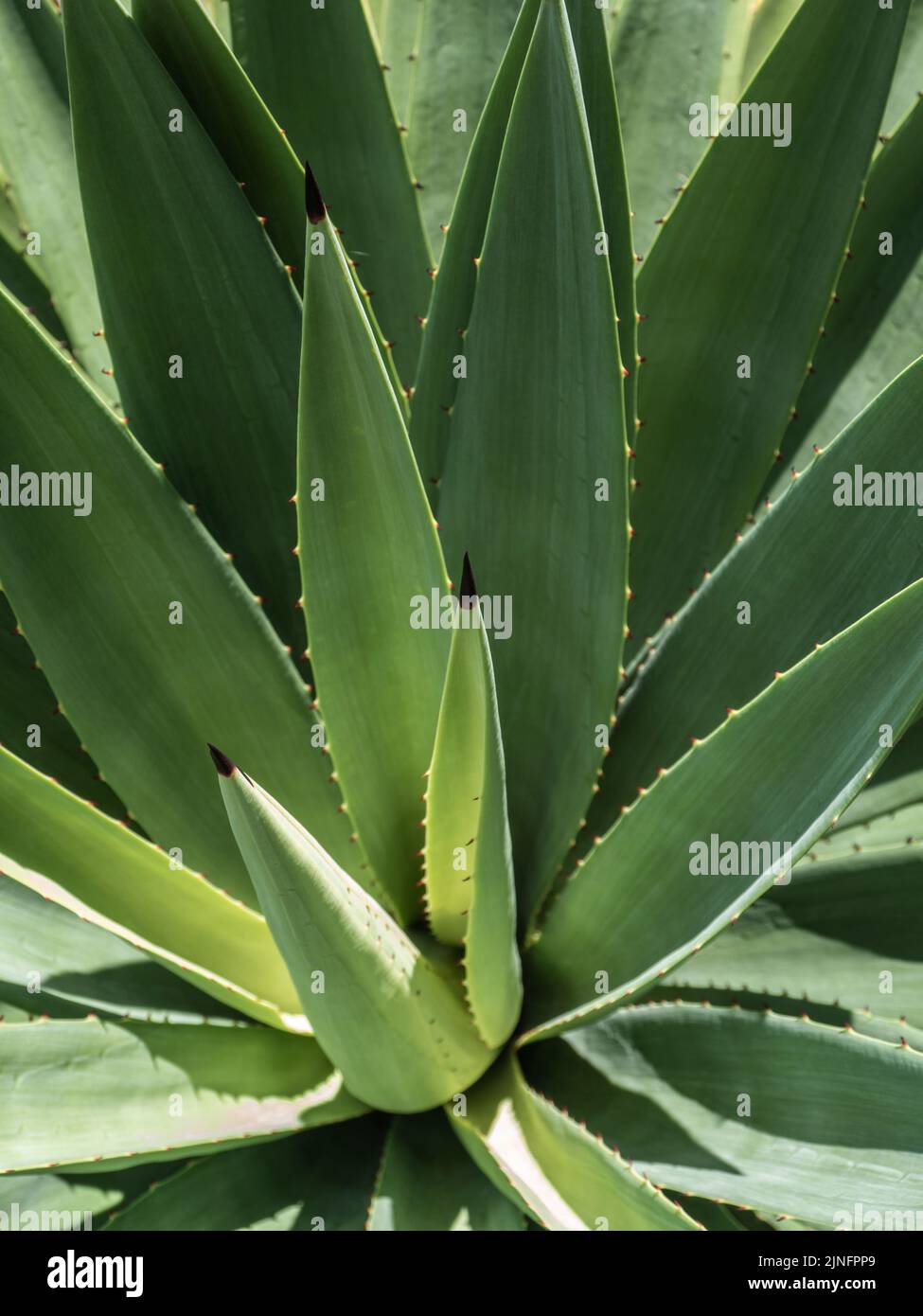 Agave succulent plant, close up white wax on freshness leaves with the ...