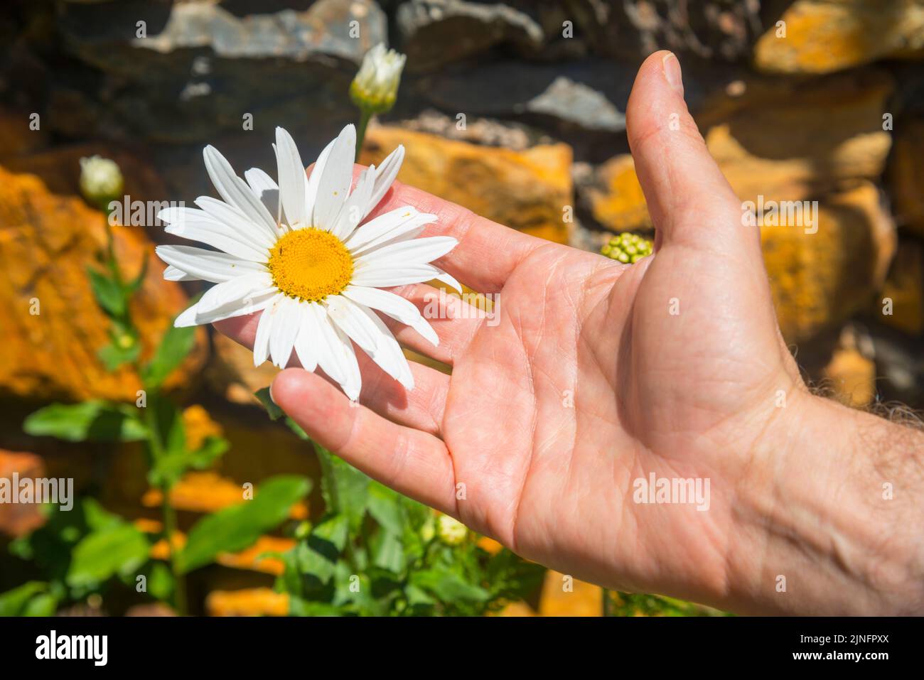 Hand holding a daisy flower Stock Photo - Alamy