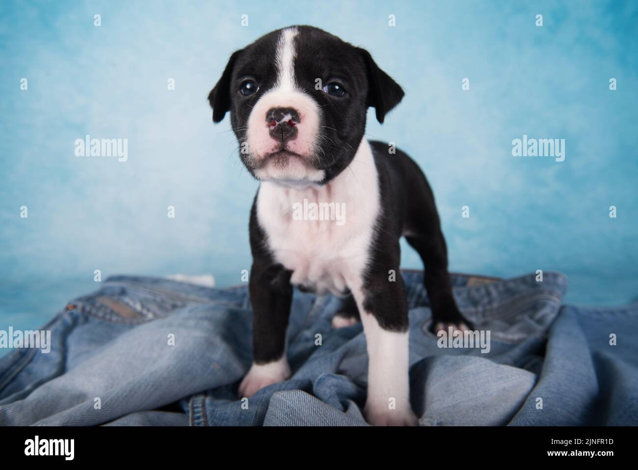 Black and white American Staffordshire Terrier dog or AmStaff puppy on ...