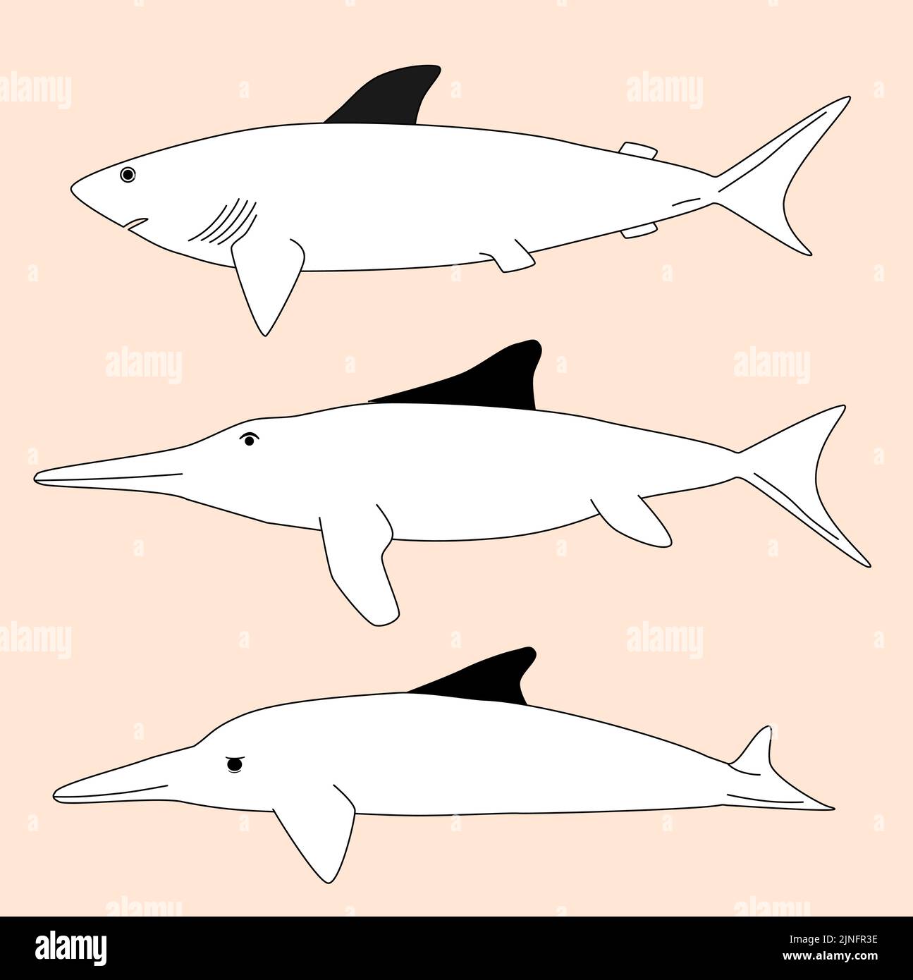 Dolphin Evolution