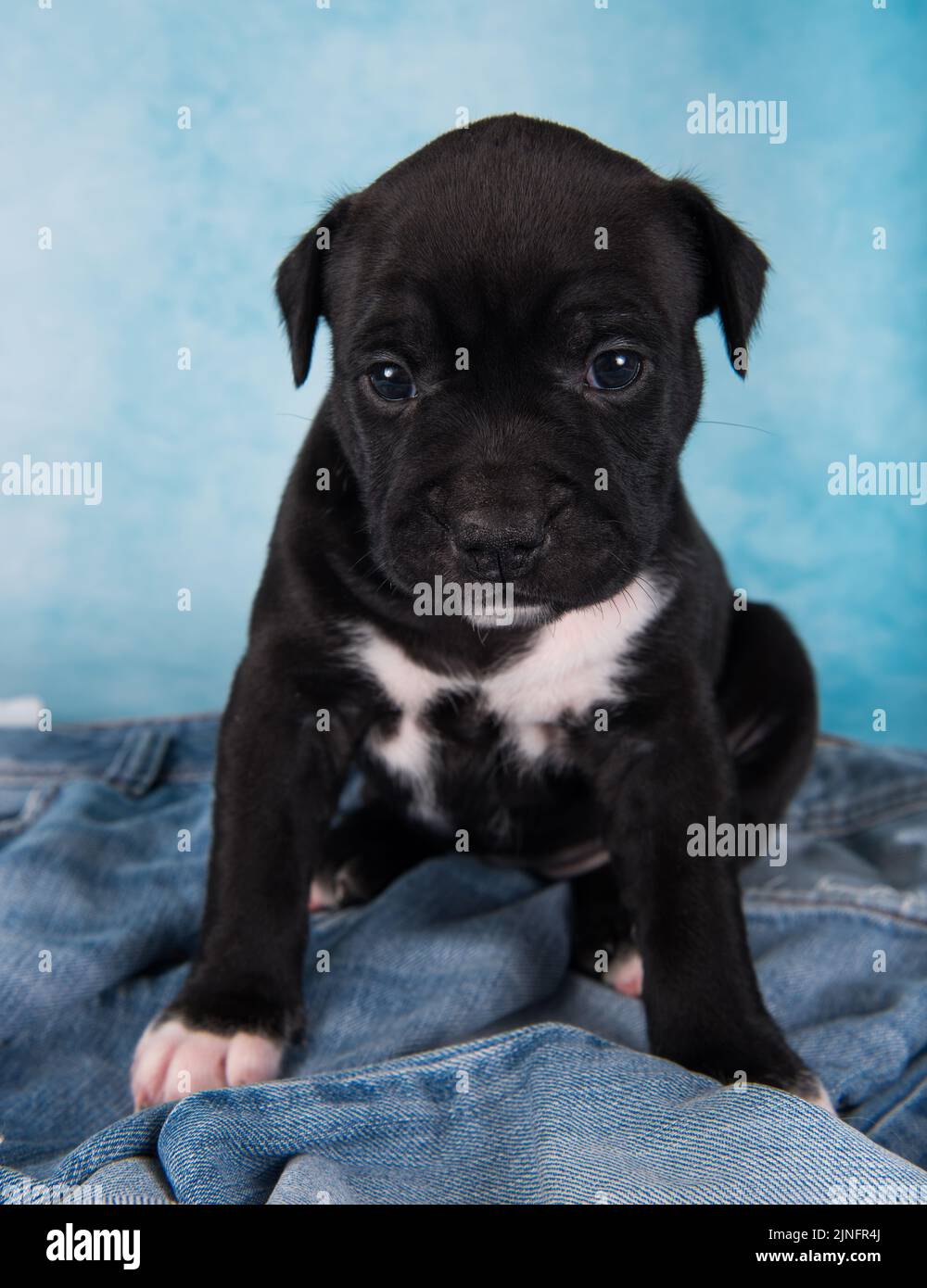 Black and white American Staffordshire Terrier dog or AmStaff puppy on ...