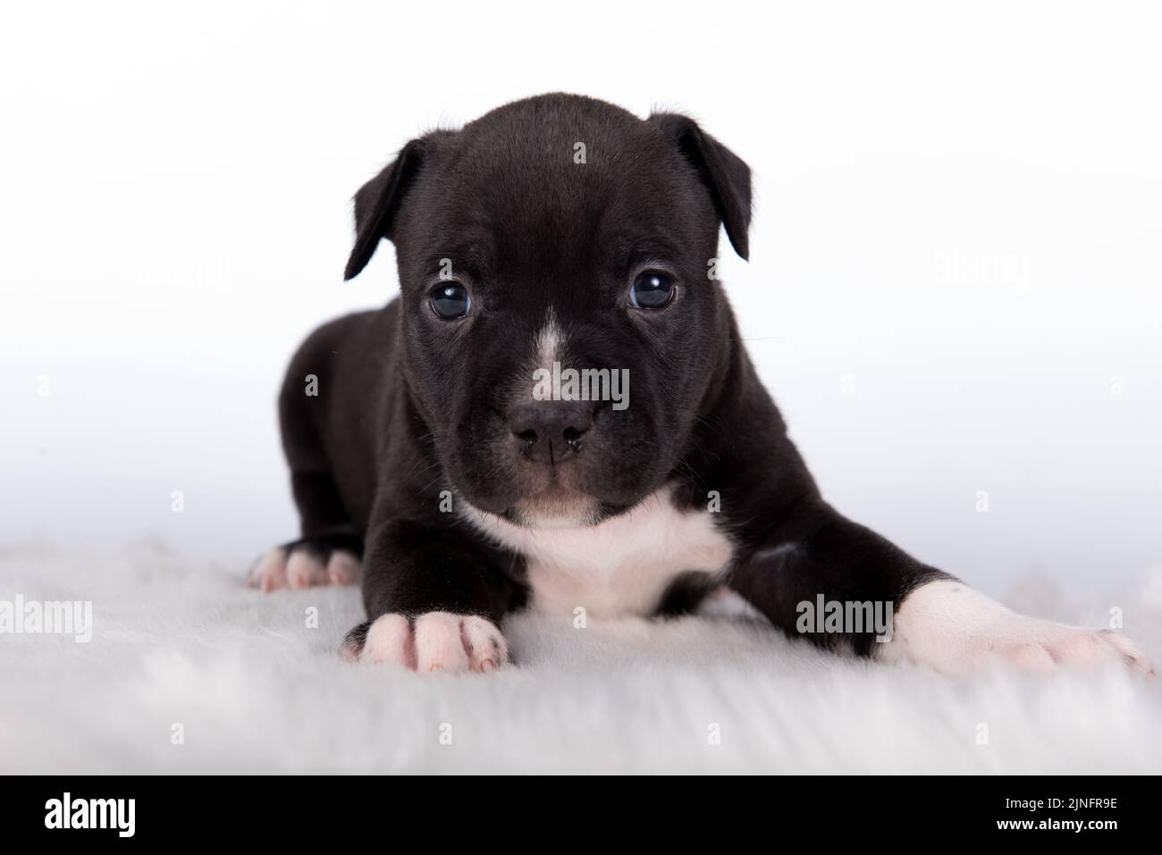 Black and white American Staffordshire Terrier dog or AmStaff puppy on ...