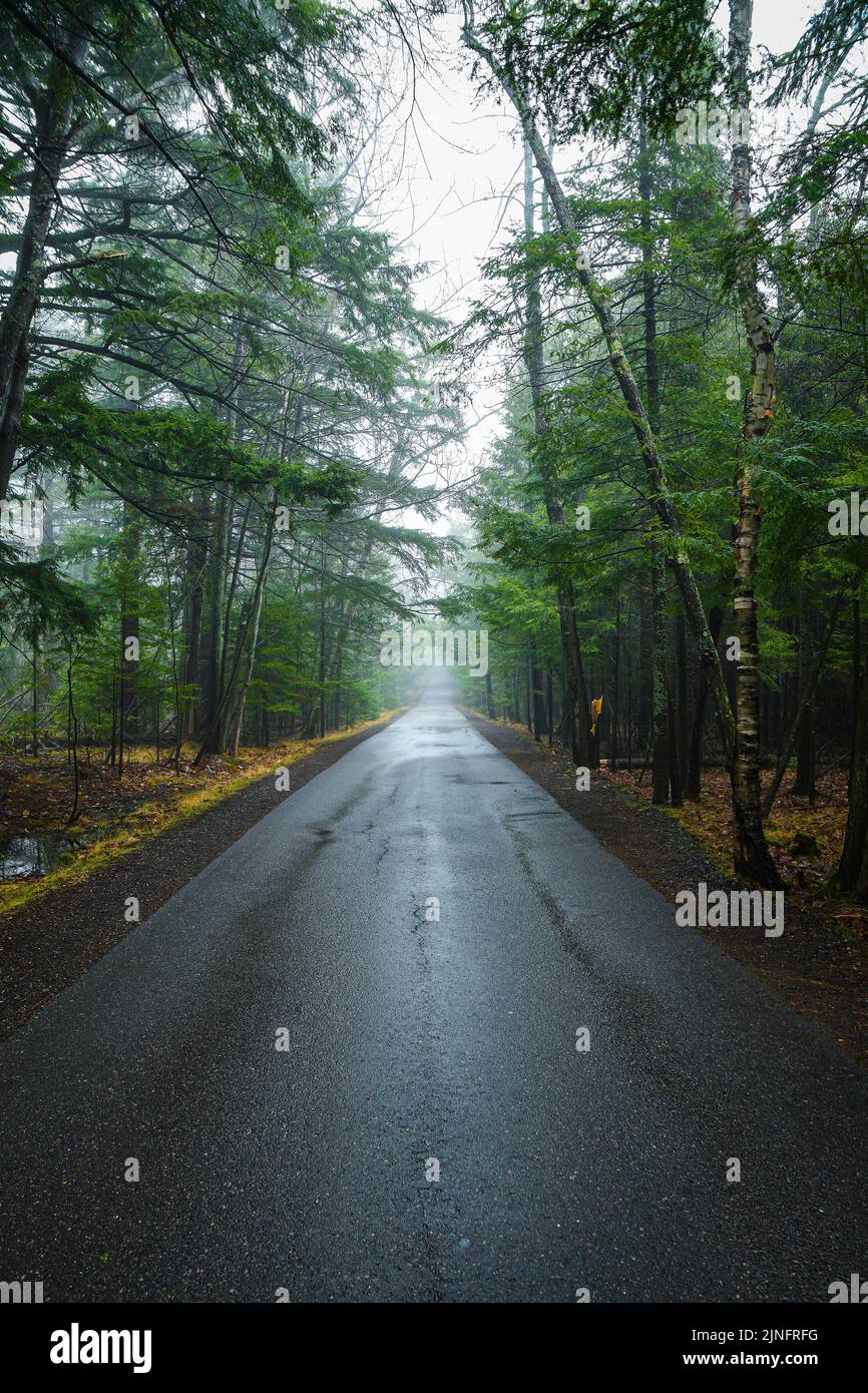 A vertical vanishing point shot of a rainy road with trees on both ...
