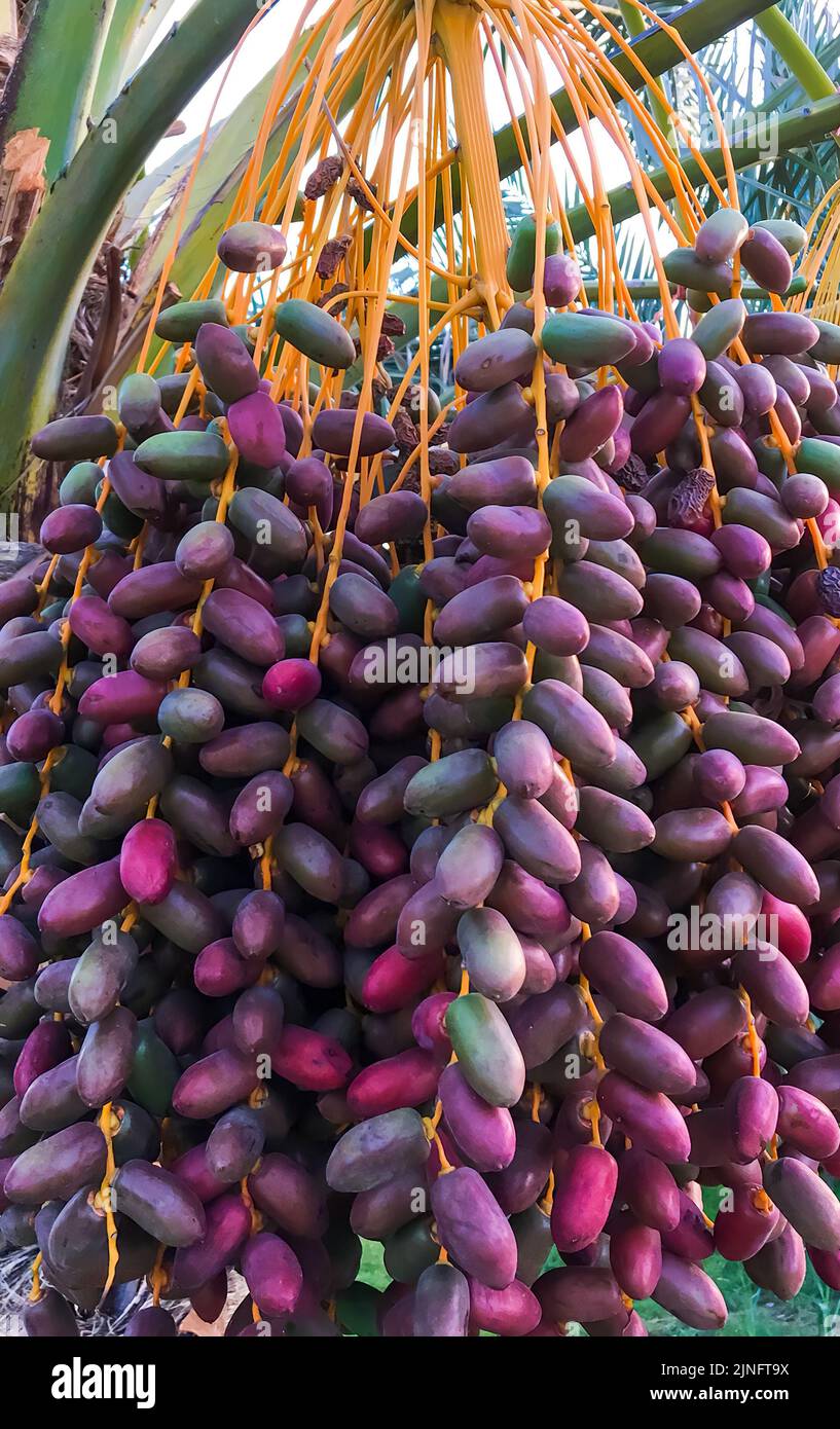 Bunch of red date fruits on tree Stock Photo - Alamy