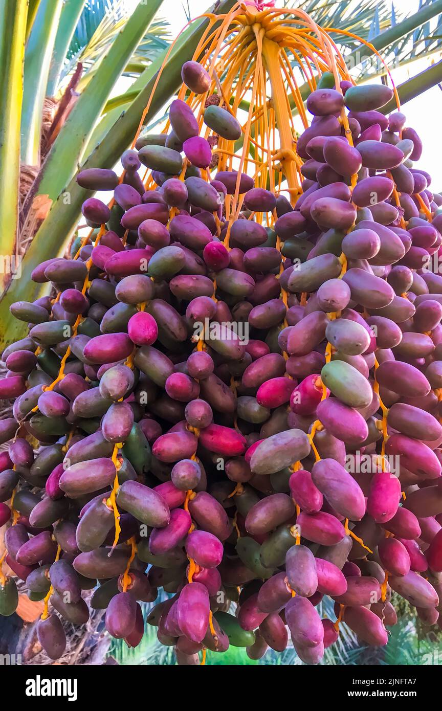 Close up red date fruits bunch in the Nizwa Oman Stock Photo - Alamy