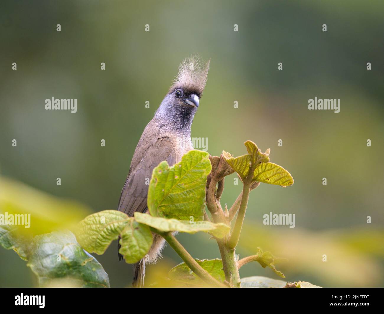 A Speckled Mousebird (Colius striatus) sitting on a tree near Lake ...