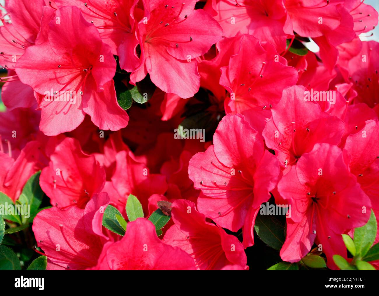 Azalea Japonica 'Hino Crimson' crimson flowers in early spring Stock ...