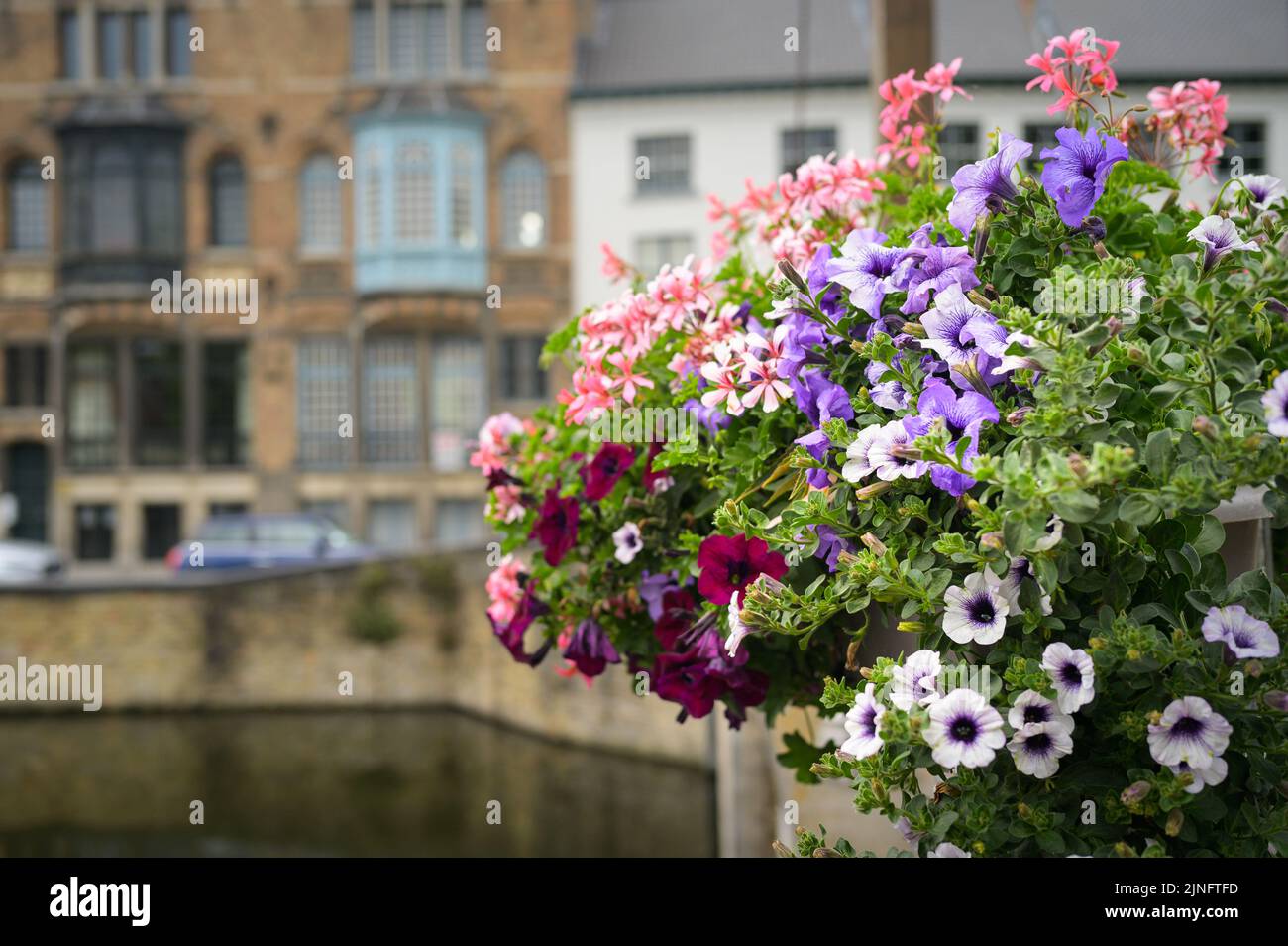Beautiful flowers near a canal in Brugge (Belgium), sunny day in summer ...