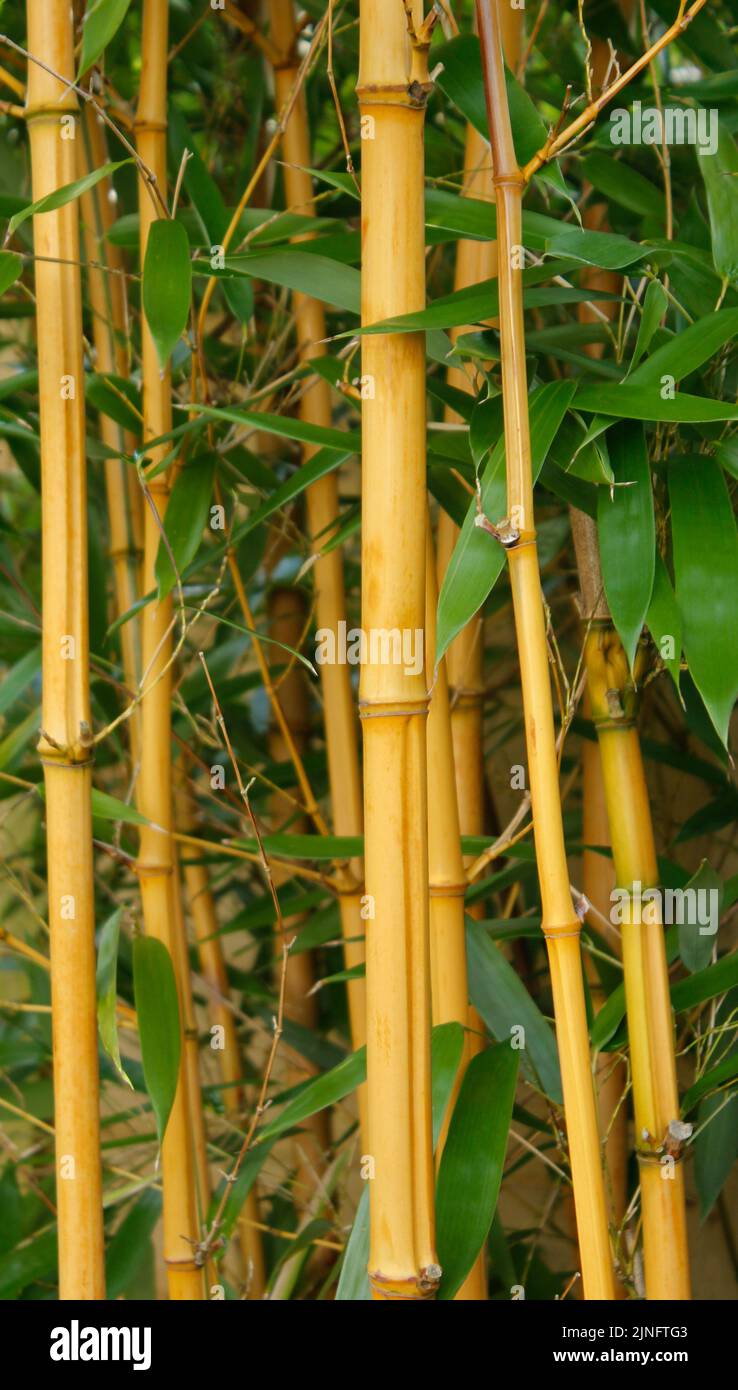 Golden canes in winter on Phyllostachys Aureosulcata 'Aureocaulis ...