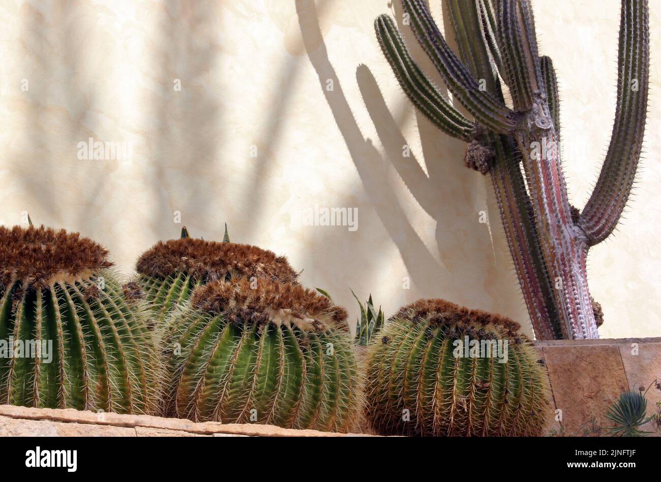 Echinocactus grusonii giant Canary Island mother-in-law cushions cacti ...
