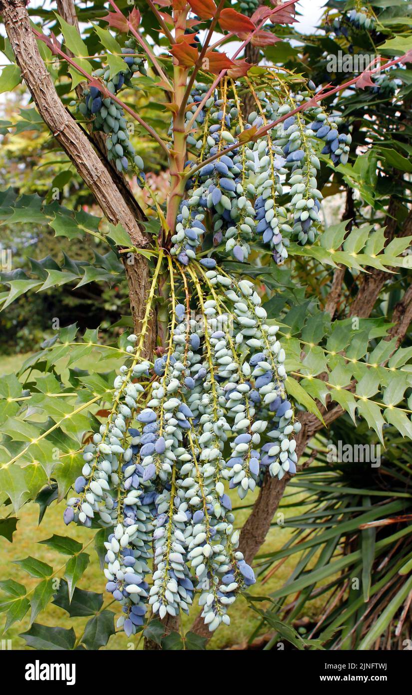 Mahonia x Charity (Oregon grape) grape like clusters of deep purple ...