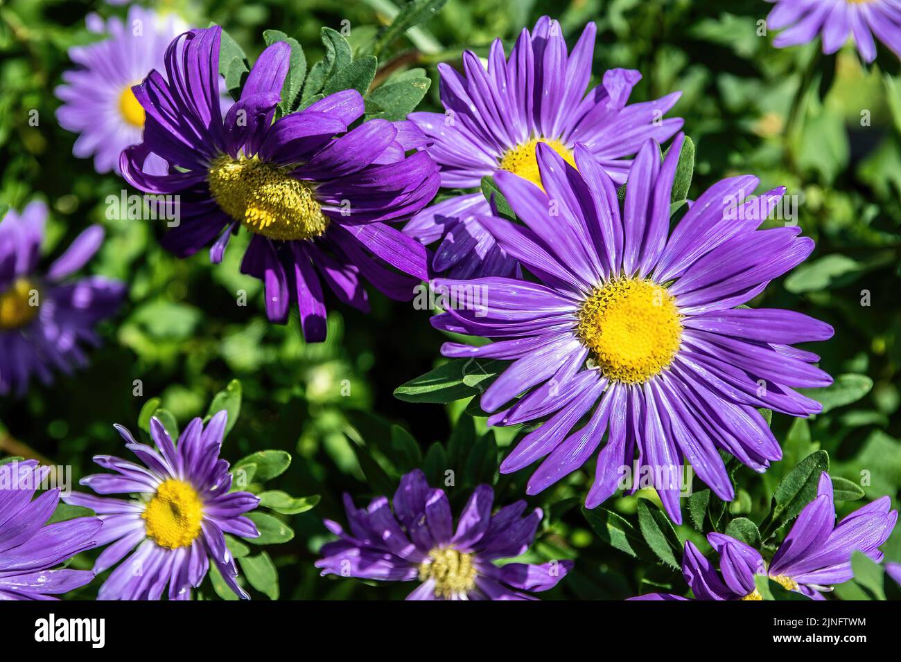 Purple flowers summer hi-res stock photography and images - Alamy