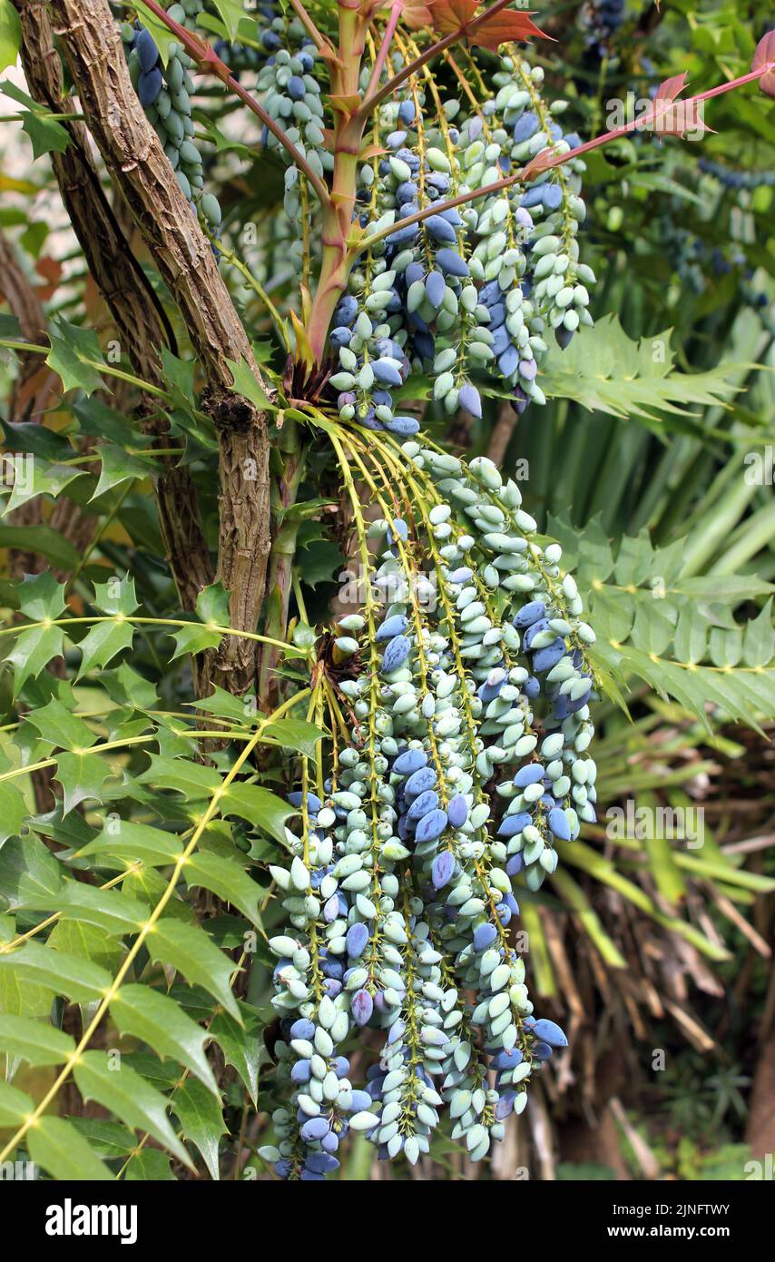 Mahonia x Charity (Oregon grape) grape like clusters of deep purple ...