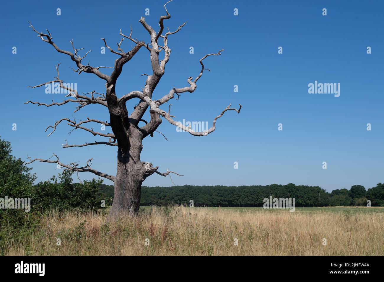 Windsor, Berkshire, UK. 11th August, 2022. New oak trees in Windsor ...