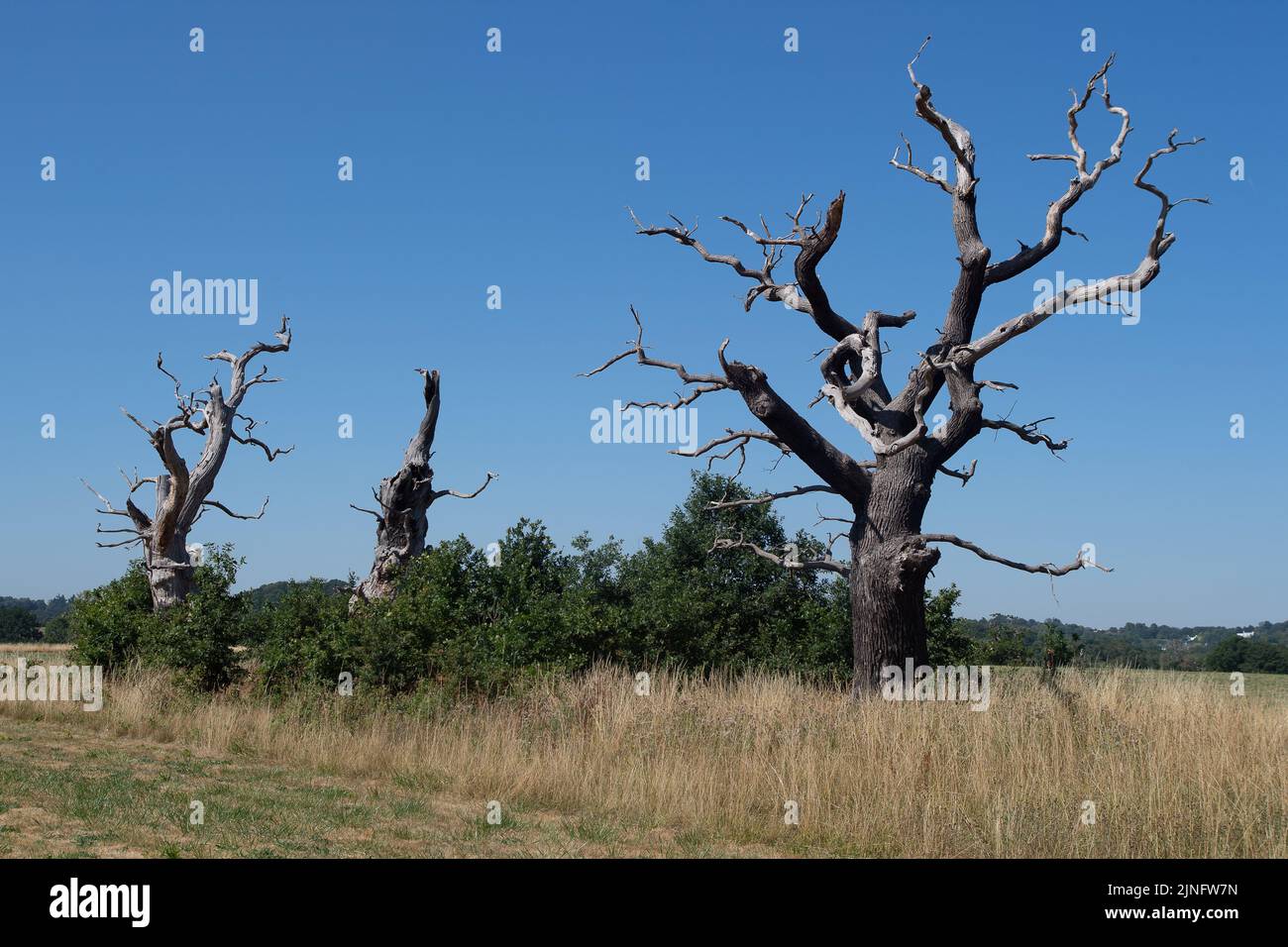 Windsor, Berkshire, UK. 11th August, 2022. New oak trees in Windsor ...