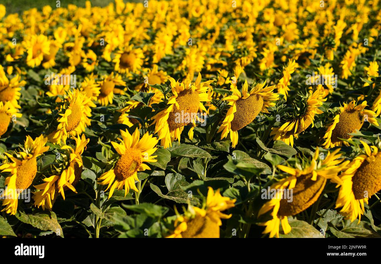 Panorama of sunflowers. Many sunflowers bloom in summer Stock Photo - Alamy