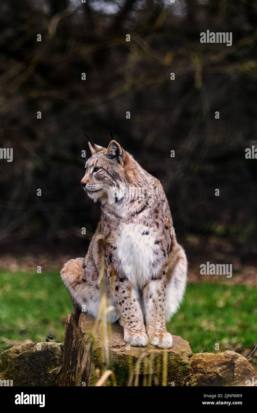 Eurasian lynx lynx lynx sitting on rock hi-res stock photography and ...