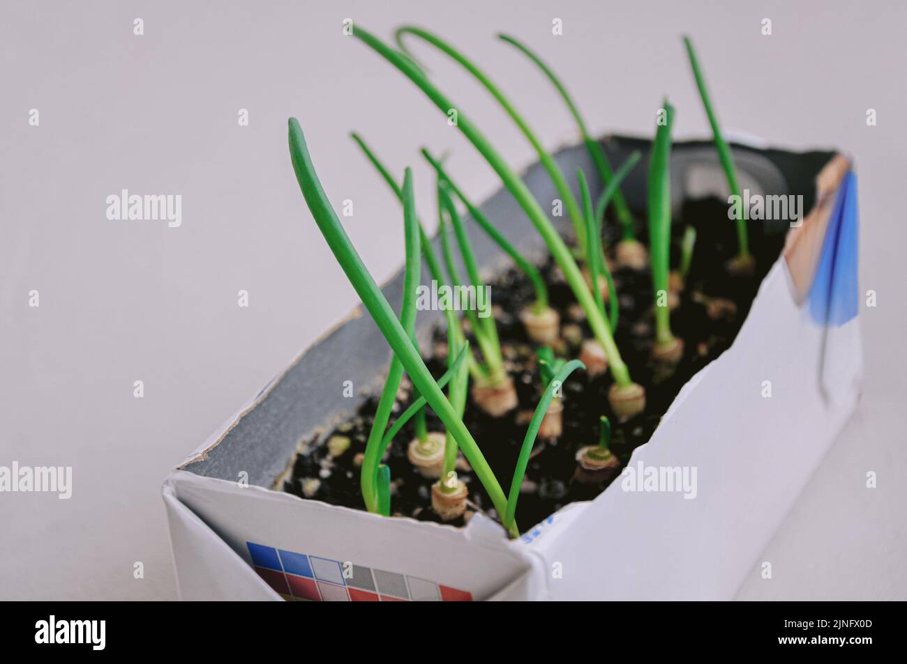 Recycled Milk Box Gardening. Garden at home. Reuse and recycle concepts ...