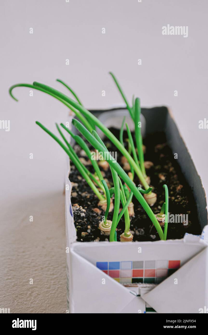 Recycled Milk Box Gardening. Garden at home. Reuse and recycle concepts ...