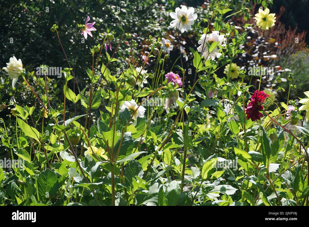 Summer flowers in garden Stock Photo - Alamy