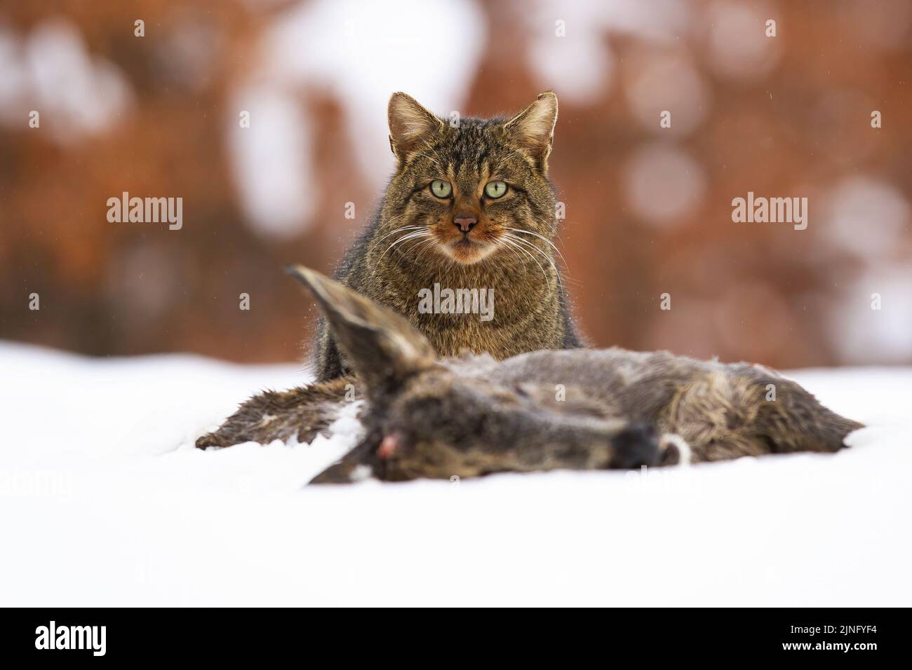 European wildcat eating dead prey on snow in winter Stock Photo - Alamy