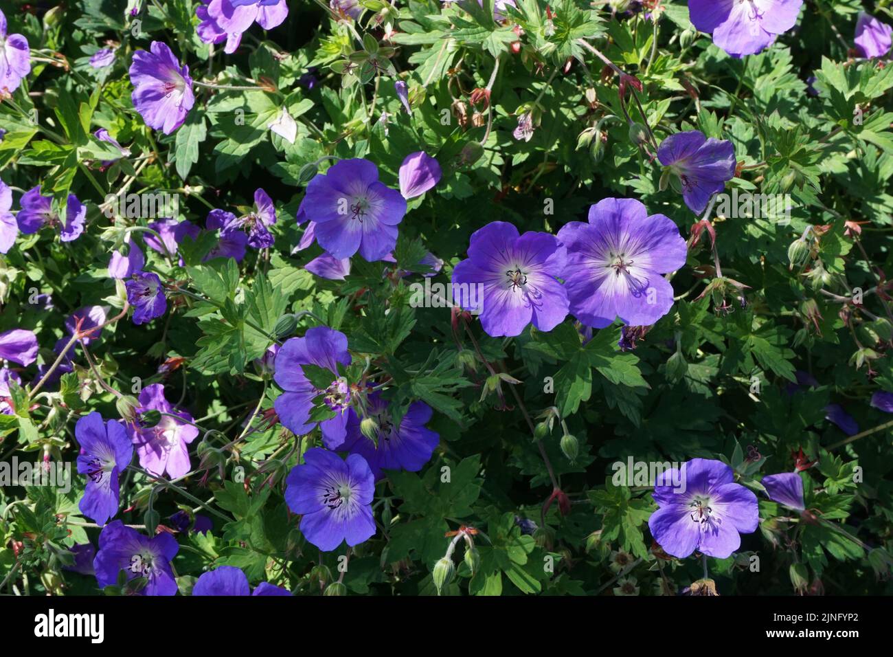 Cluster of blue geraniums Stock Photo - Alamy